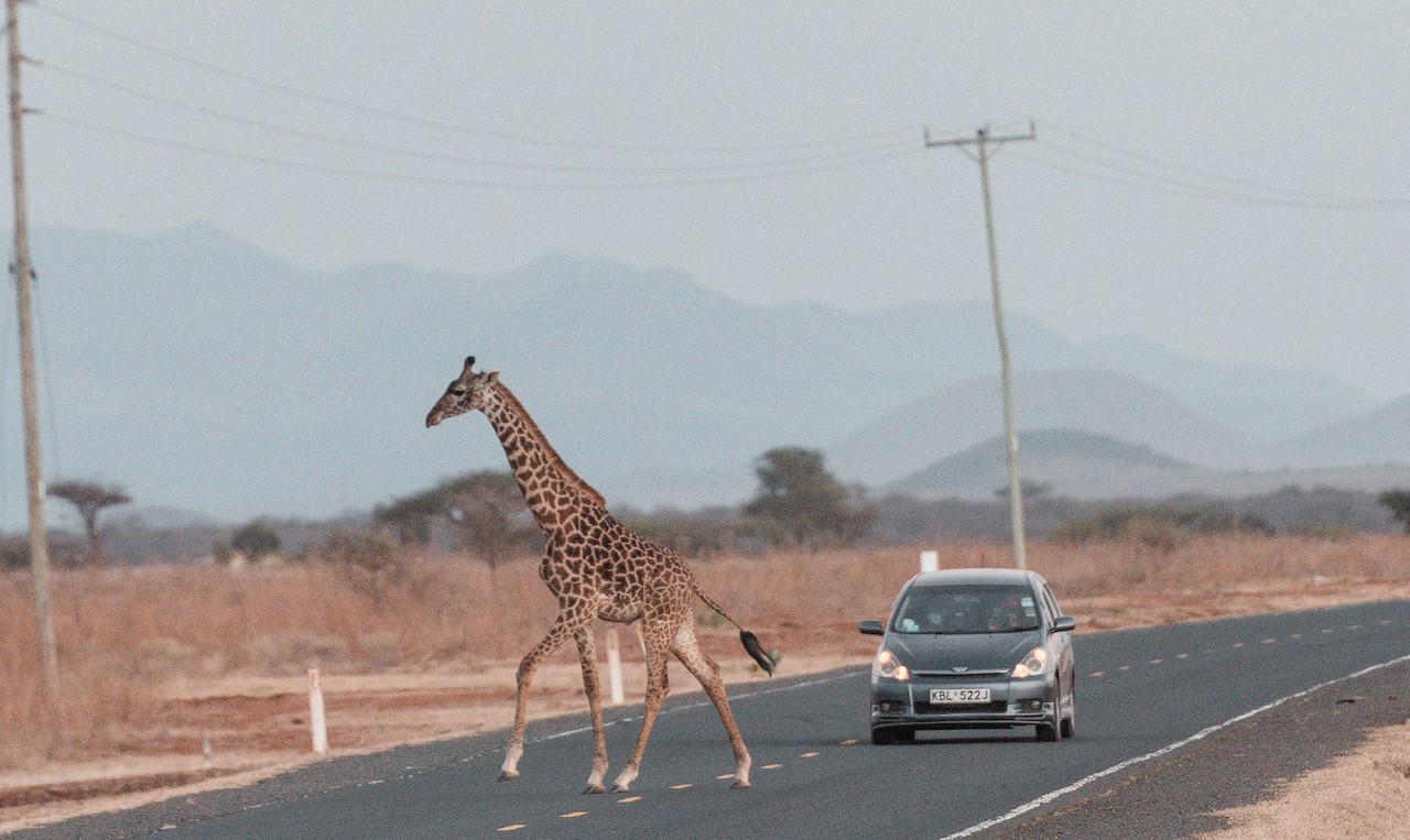 Monday's Headlines Are Roadkill — Streetsblog USA