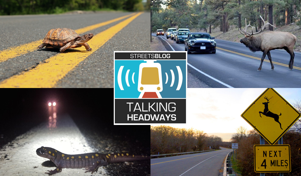 Talking Headways Podcast: Oh, Deer, We Have to Stop Roadkill ...